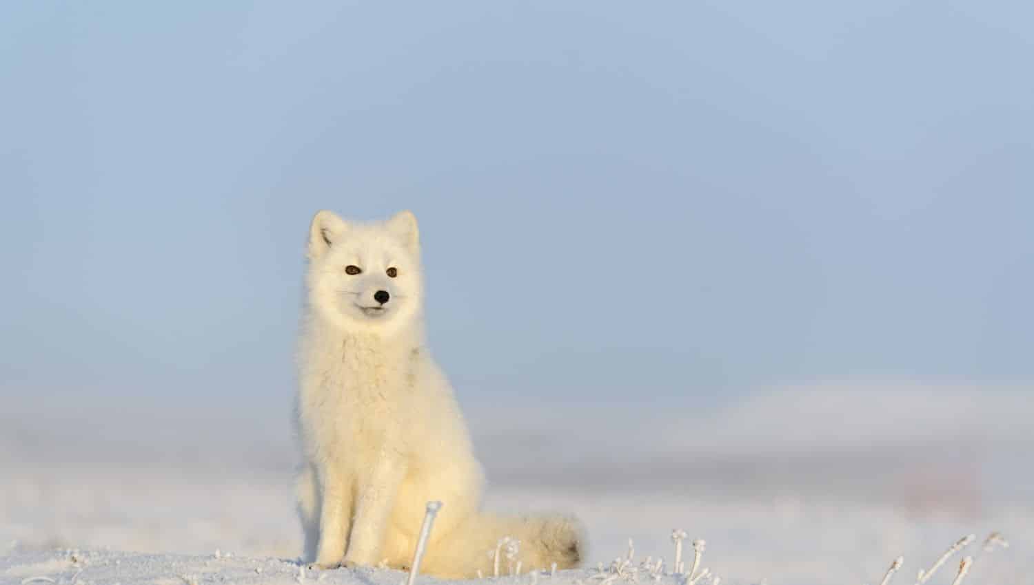 15 Facts About Arctic Foxes That’ll Amaze You - The Fact Site