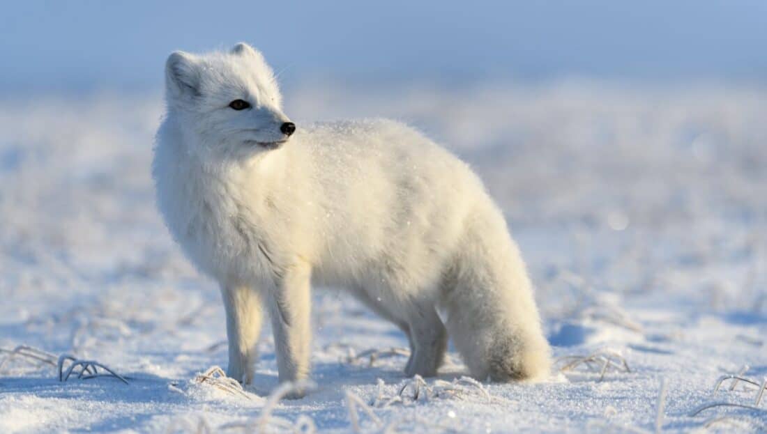 15 Facts About Arctic Foxes That’ll Amaze You - The Fact Site