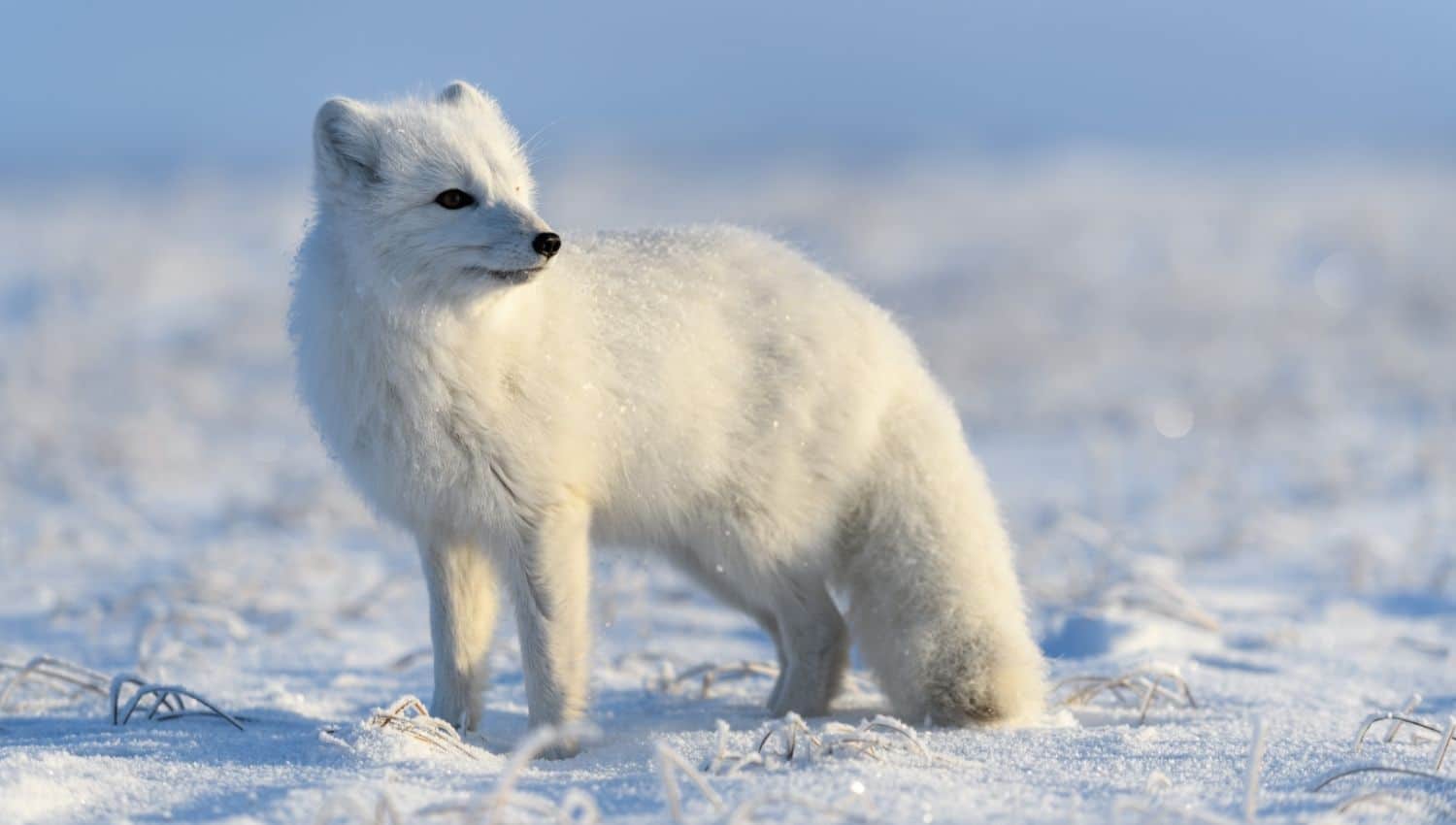 15 Facts About Arctic Foxes That’ll Amaze You - The Fact Site