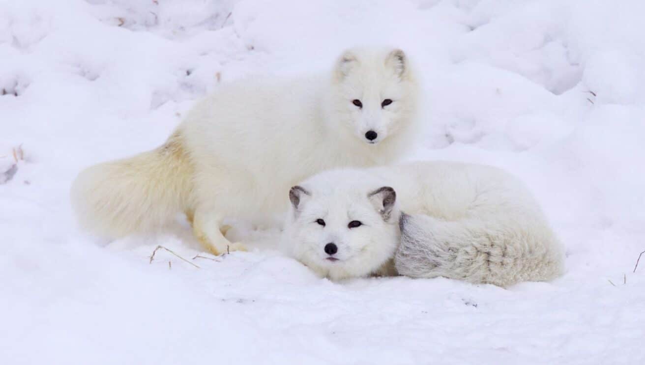 15 Facts About Arctic Foxes That’ll Amaze You - The Fact Site