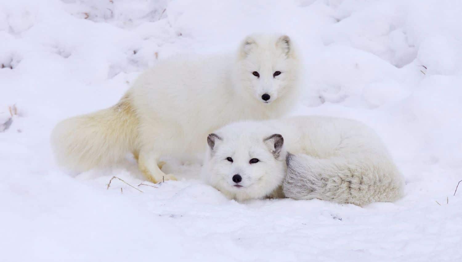 15 Facts About Arctic Foxes That’ll Amaze You - The Fact Site