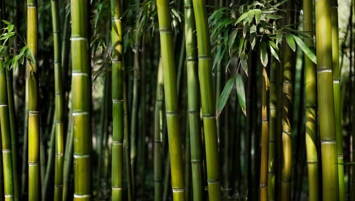 25 Bendy Facts About Bamboo That You Might Not Know - The Fact Site