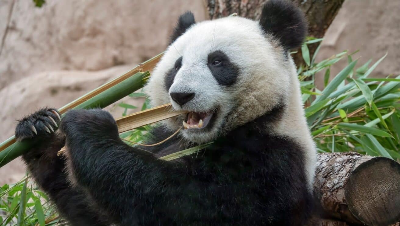 25 Bendy Facts About Bamboo That You Might Not Know - The Fact Site