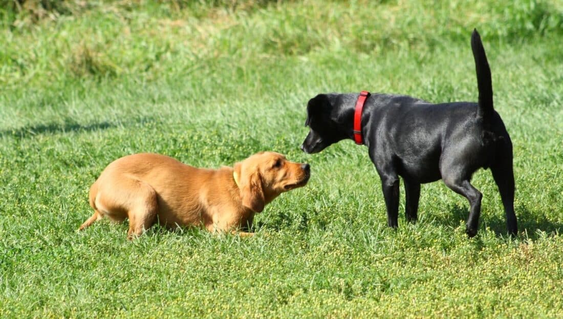 Why Do Dogs Wag Their Tails? - The Fact Site