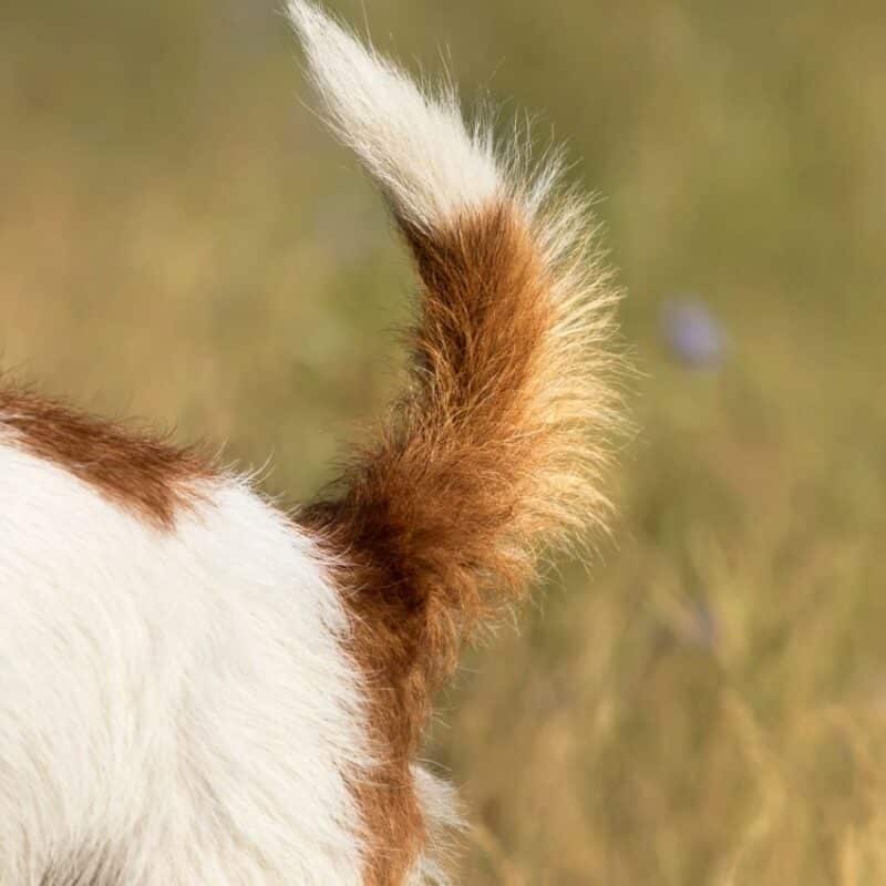15 Fascinating Facts About The FLDS - The Fact Site
