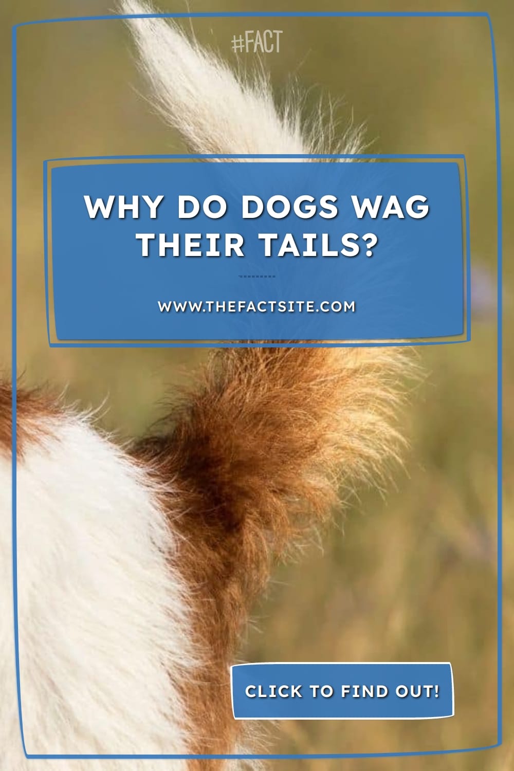 Why Do Dogs Wag Their Tails? - The Fact Site