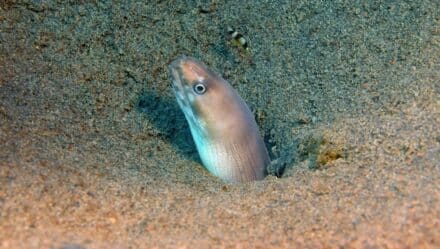 17 Weird Facts About Eels That Will Surprise You - The Fact Site