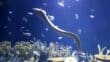 17 Weird Facts About Eels That Will Surprise You - The Fact Site