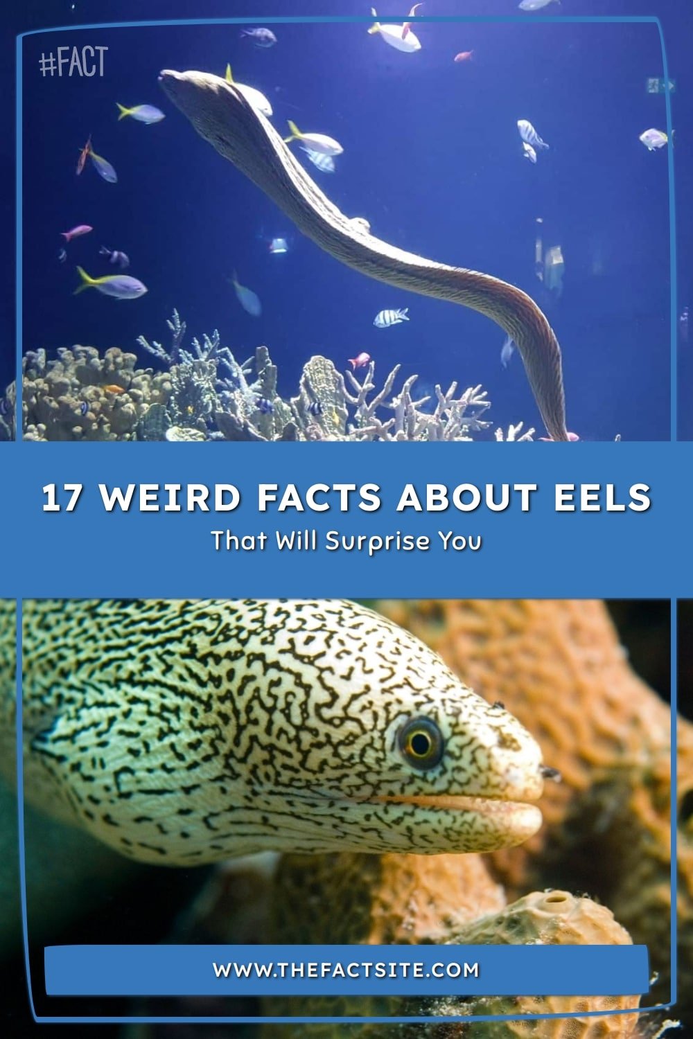 17 Weird Facts About Eels That Will Surprise You - The Fact Site