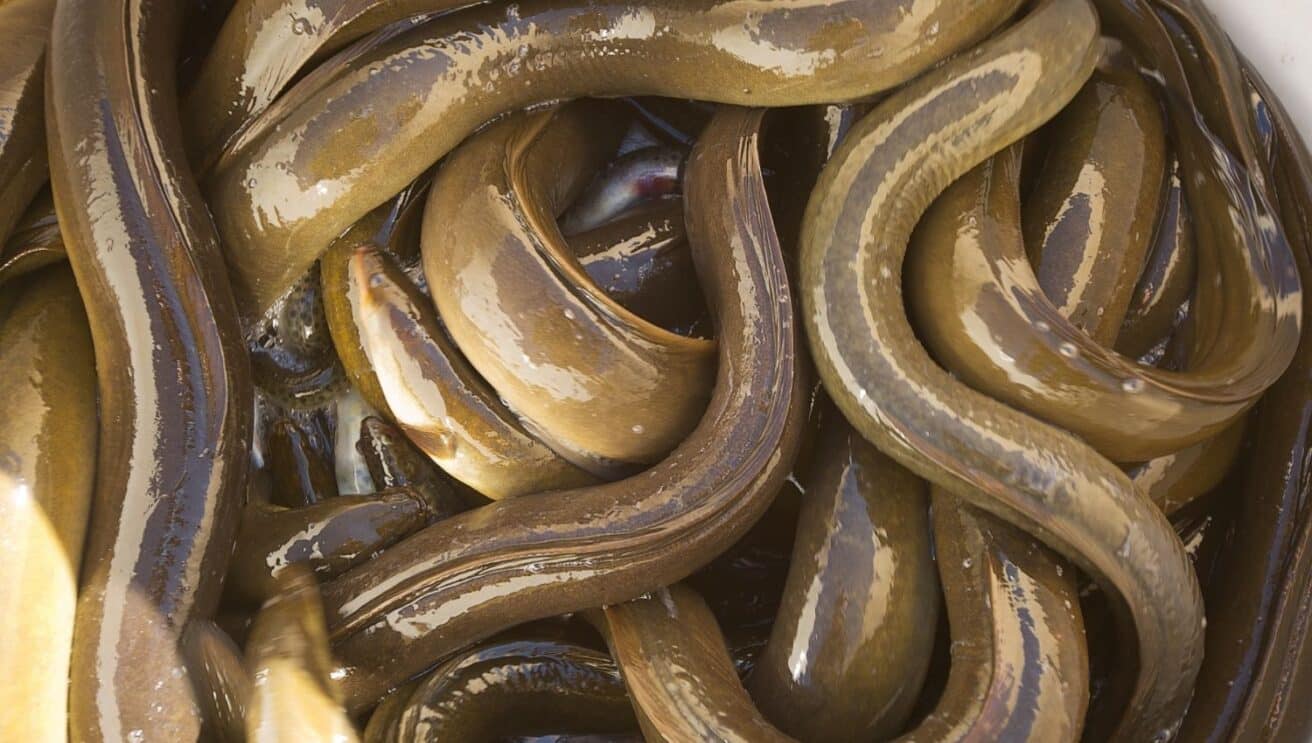17 Weird Facts About Eels That Will Surprise You - The Fact Site
