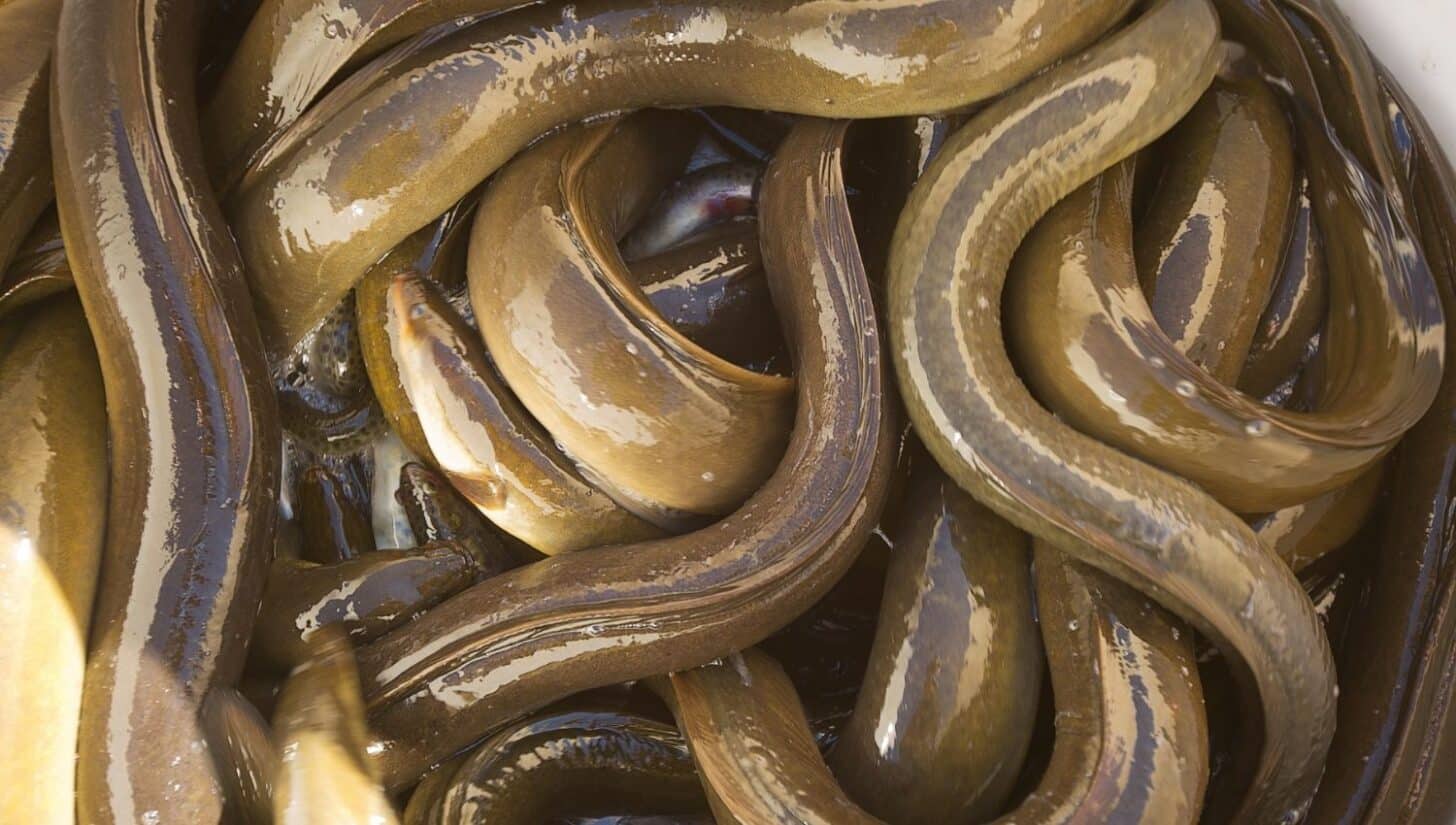 17 Weird Facts About Eels That Will Surprise You - The Fact Site