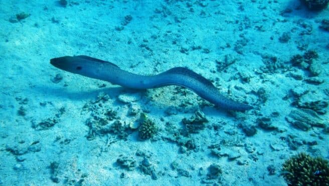 17 Weird Facts About Eels That Will Surprise You - The Fact Site