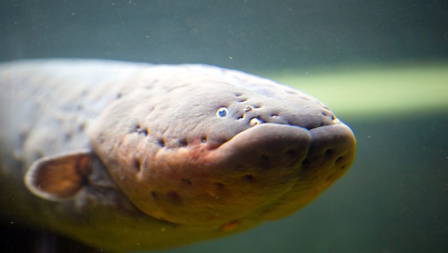 17 Weird Facts About Eels That Will Surprise You - The Fact Site
