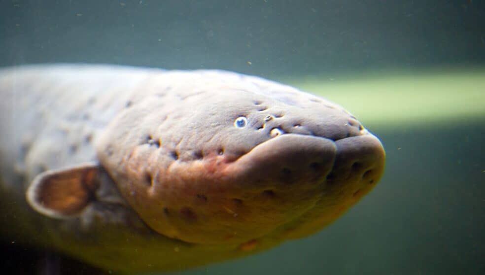 17 Weird Facts About Eels That Will Surprise You - The Fact Site