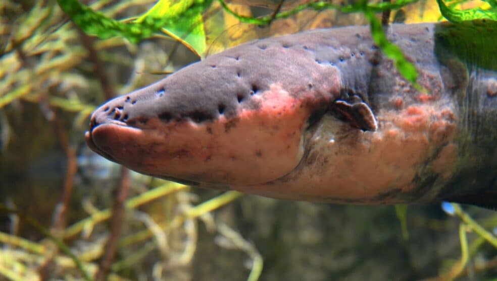 17 Weird Facts About Eels That Will Surprise You - The Fact Site