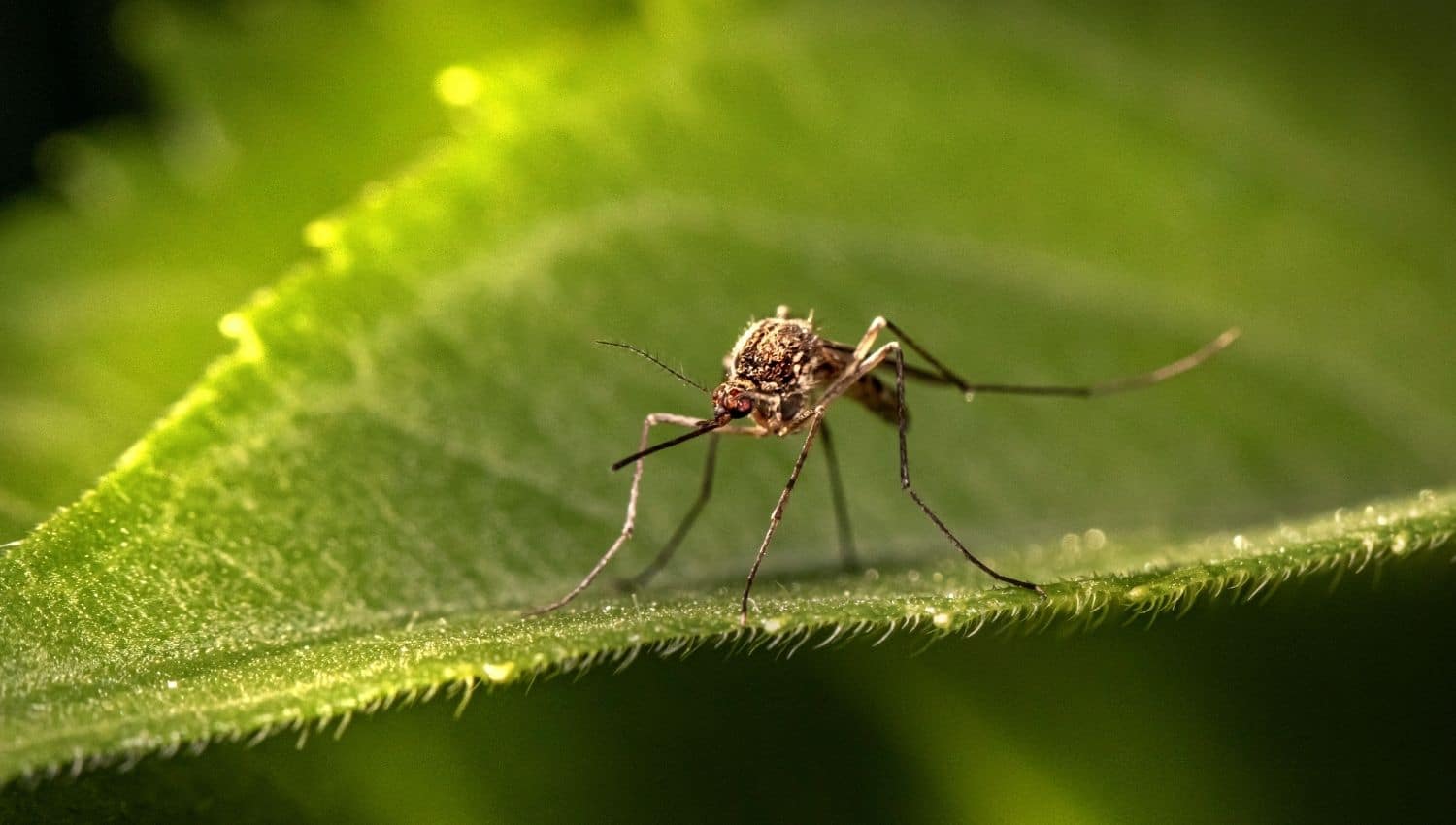 21 Irritating Facts About Mosquitoes That’ll Bug You - The Fact Site