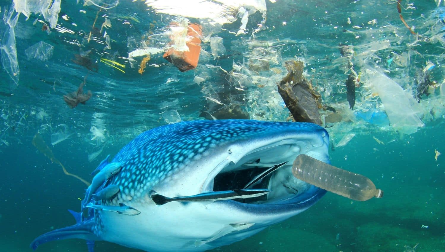 10 Facts About Plastic That Aren't So Fantastic - The Fact Site