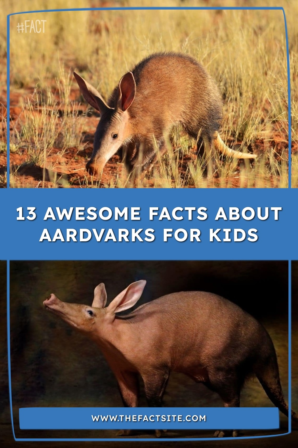 13 Awesome Facts About Aardvarks for Kids - The Fact Site