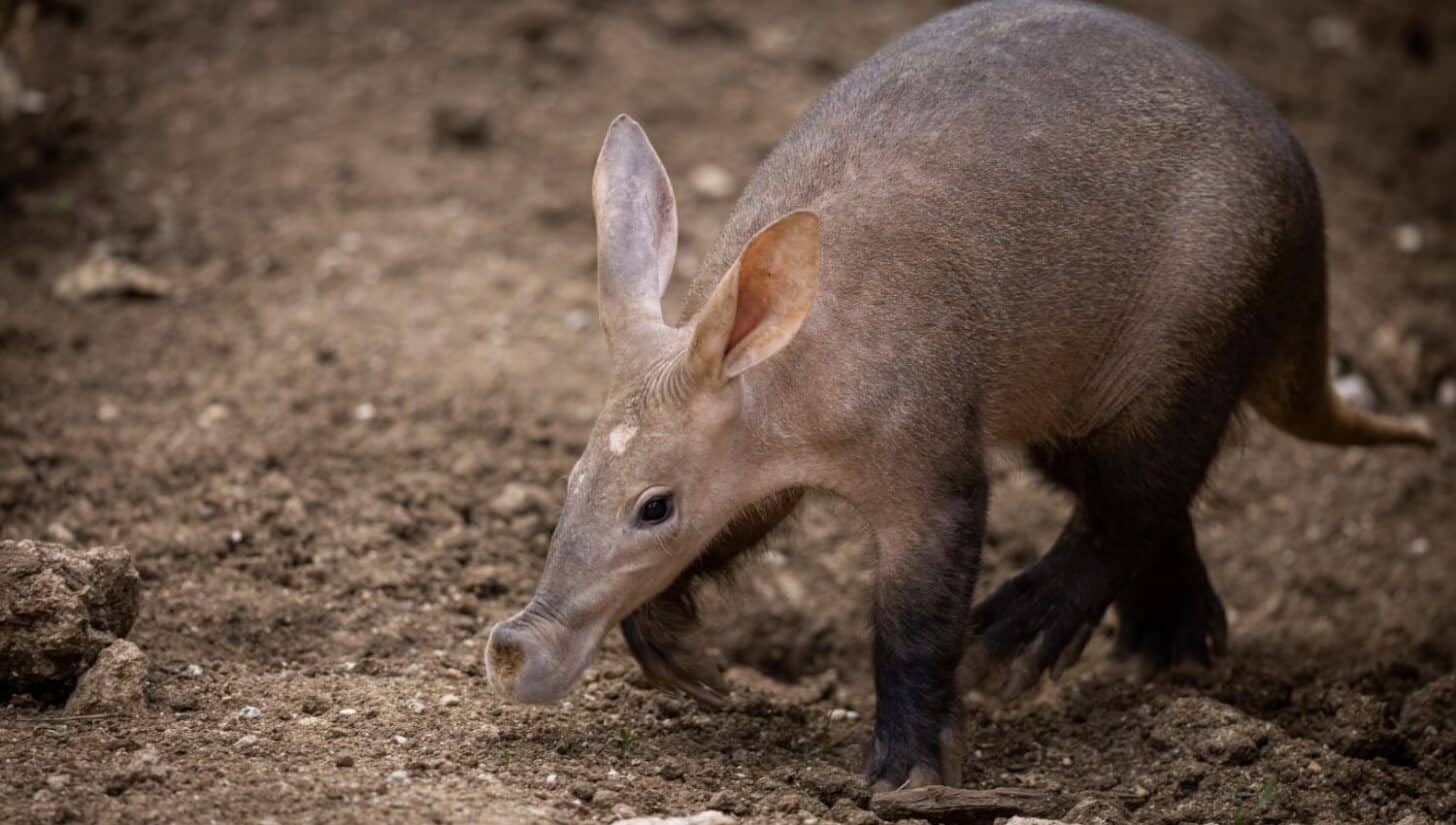 13 Awesome Facts About Aardvarks for Kids - The Fact Site