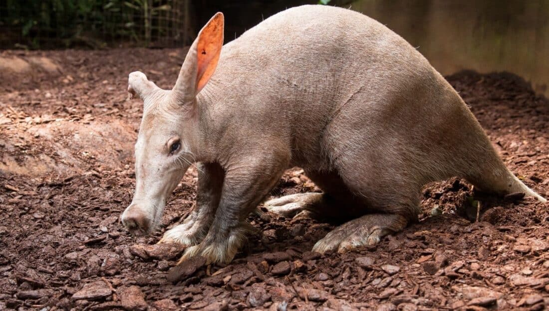 13 Awesome Facts About Aardvarks for Kids - The Fact Site