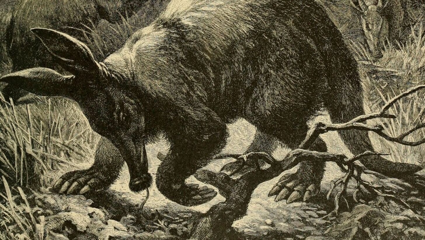 13 Awesome Facts About Aardvarks for Kids - The Fact Site