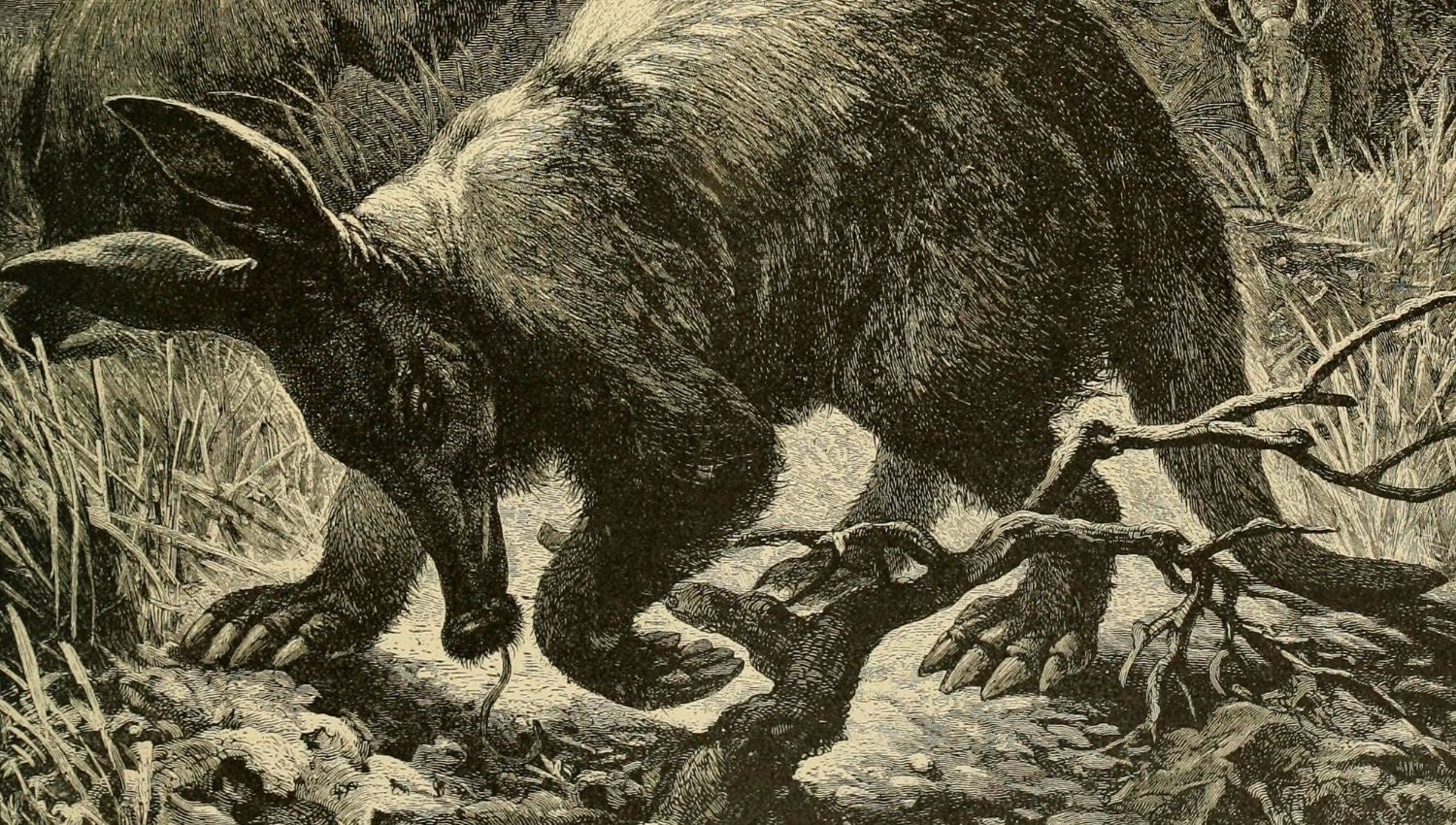 13 Awesome Facts About Aardvarks for Kids - The Fact Site