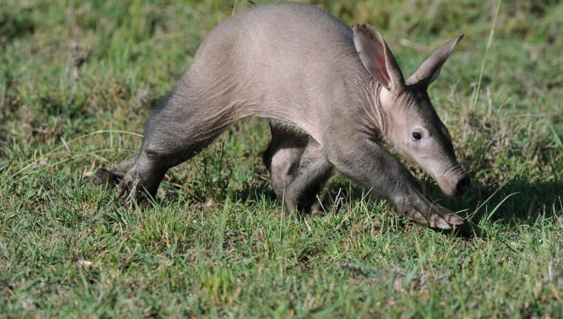 13 Awesome Facts About Aardvarks for Kids - The Fact Site