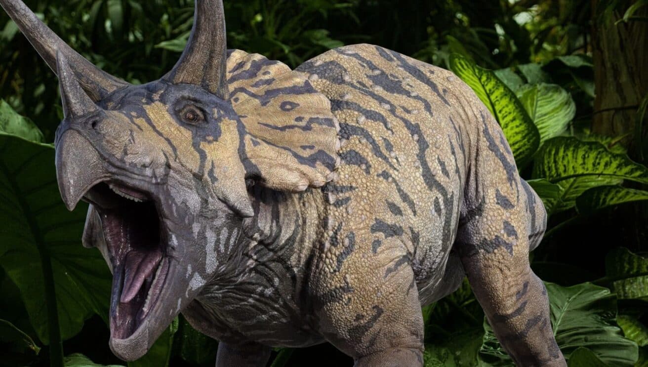 10 Incredible Facts About Triceratops That You Didn't Know - The Fact Site