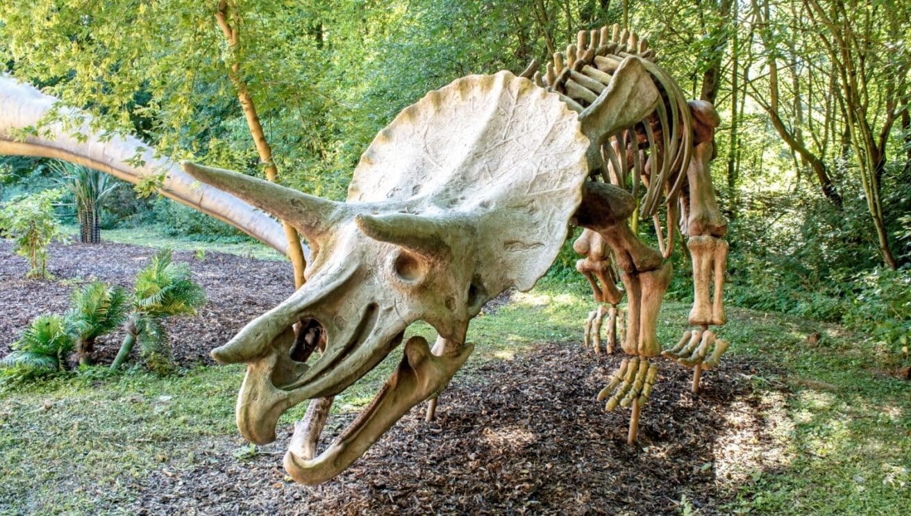 10 Incredible Facts About Triceratops That You Didn't Know - The Fact Site