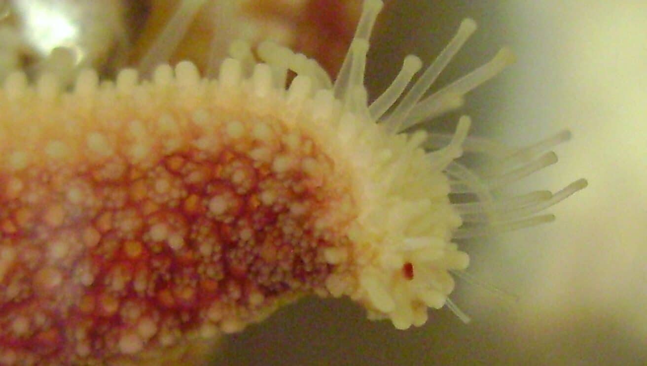 13 Fun Facts About Starfish That You’ve Probably Never Heard - The Fact ...