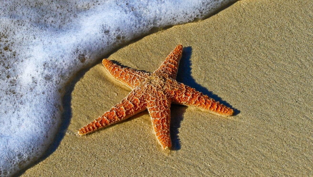 13 Fun Facts About Starfish That You’ve Probably Never Heard - The Fact ...