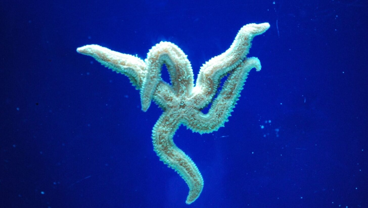 13 Fun Facts About Starfish That You’ve Probably Never Heard - The Fact ...