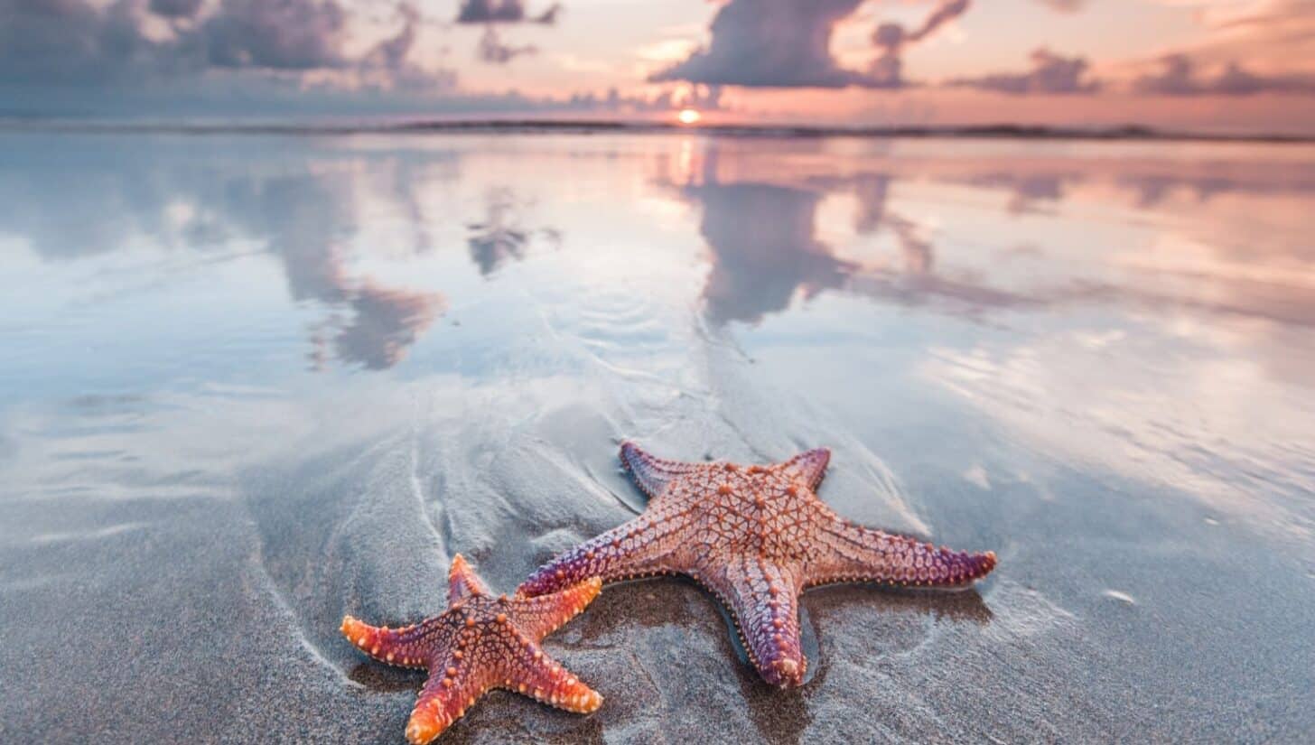 13 Fun Facts About Starfish That You’ve Probably Never Heard - The Fact ...