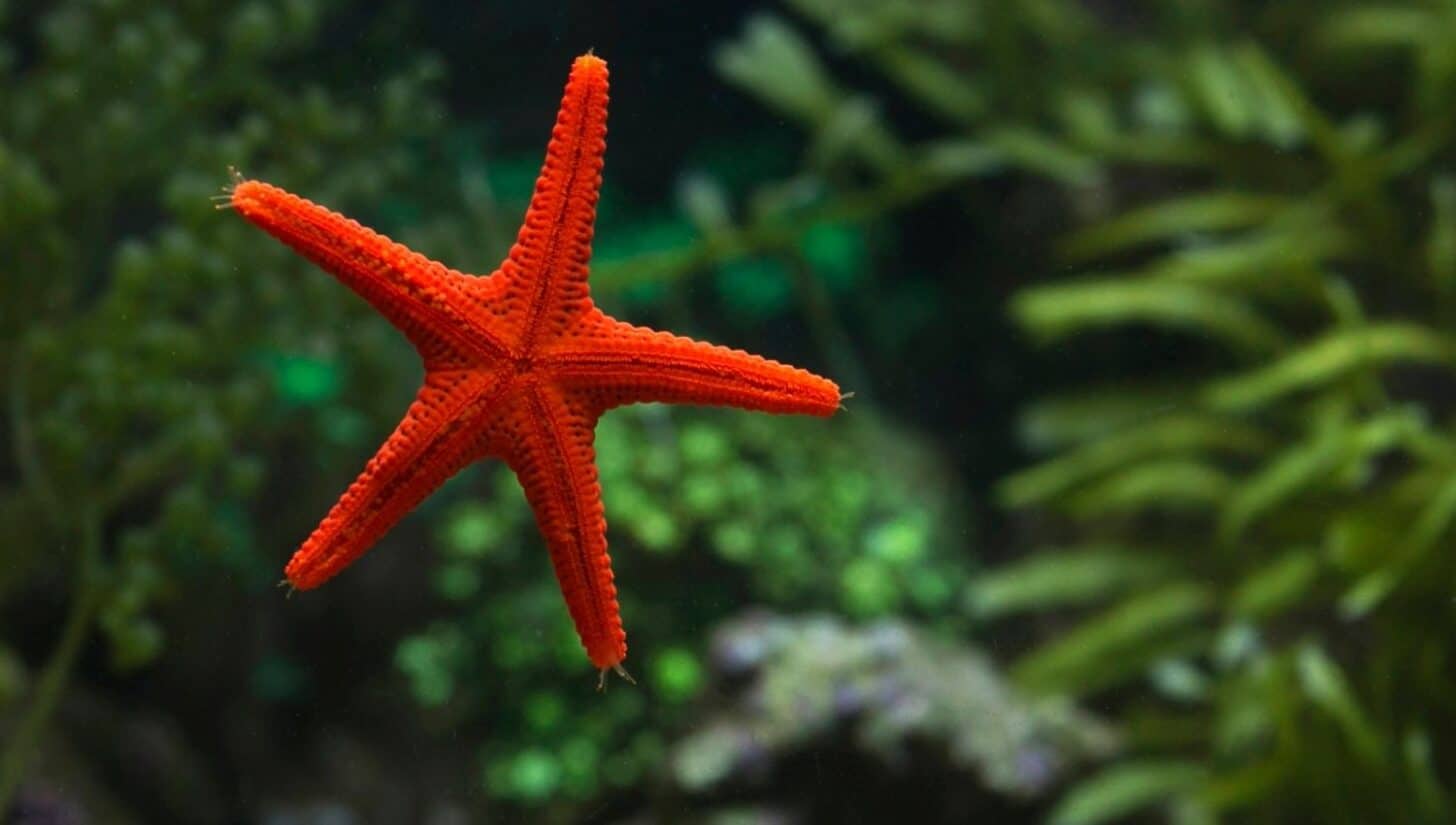 13 Fun Facts About Starfish That You’ve Probably Never Heard - The Fact ...