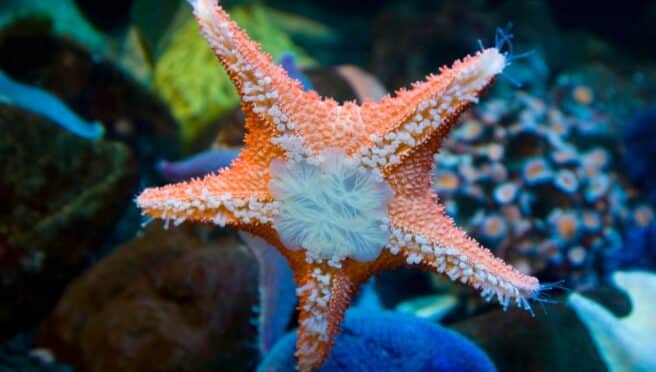 13 Fun Facts About Starfish That You’ve Probably Never Heard - The Fact ...