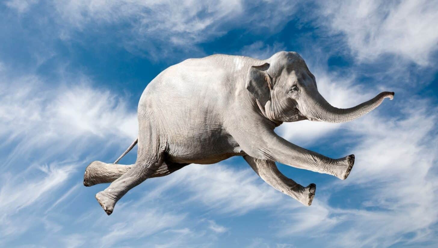 World Elephant Day | August 12 - The Fact Site