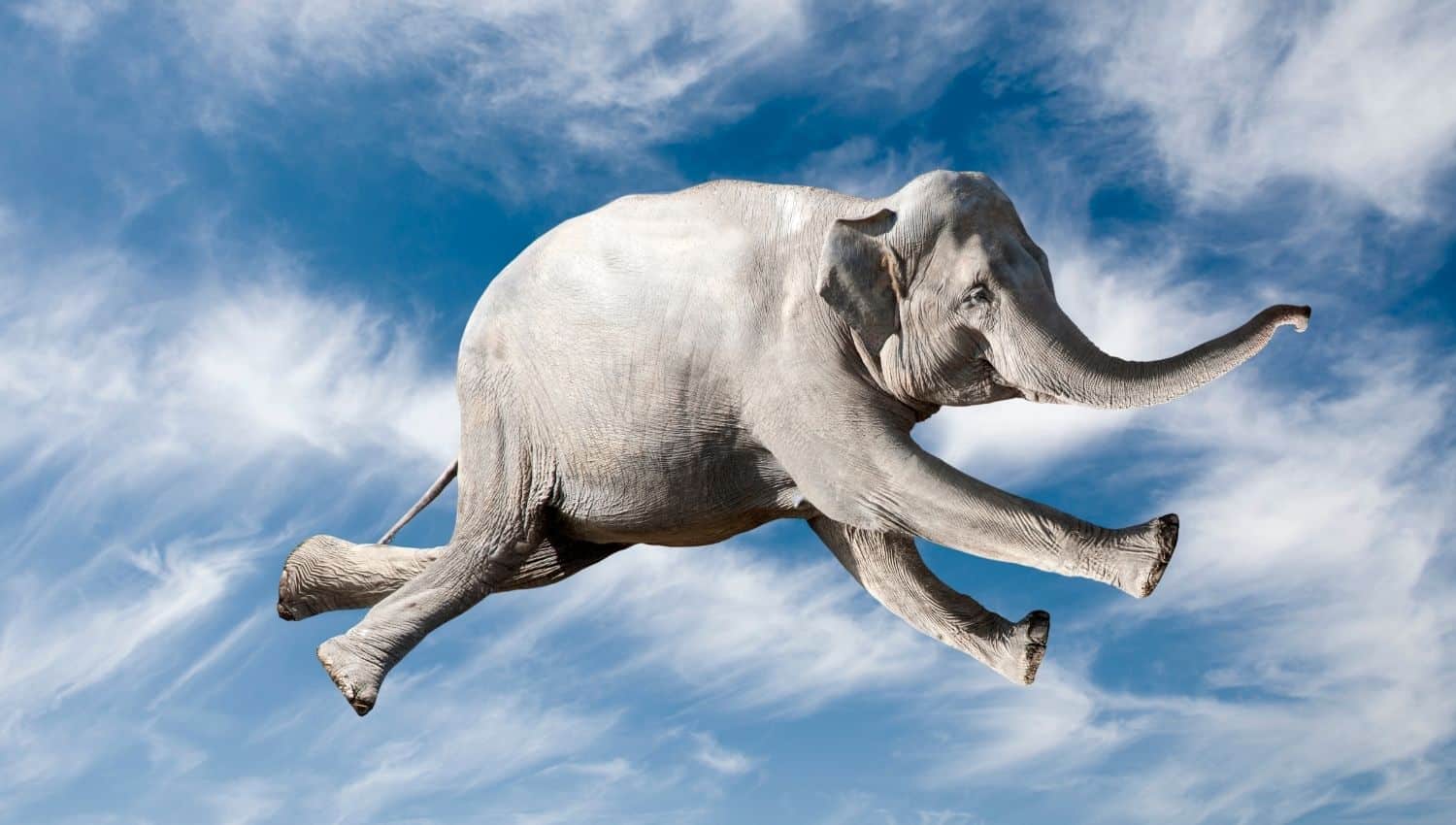 World Elephant Day | August 12 - The Fact Site