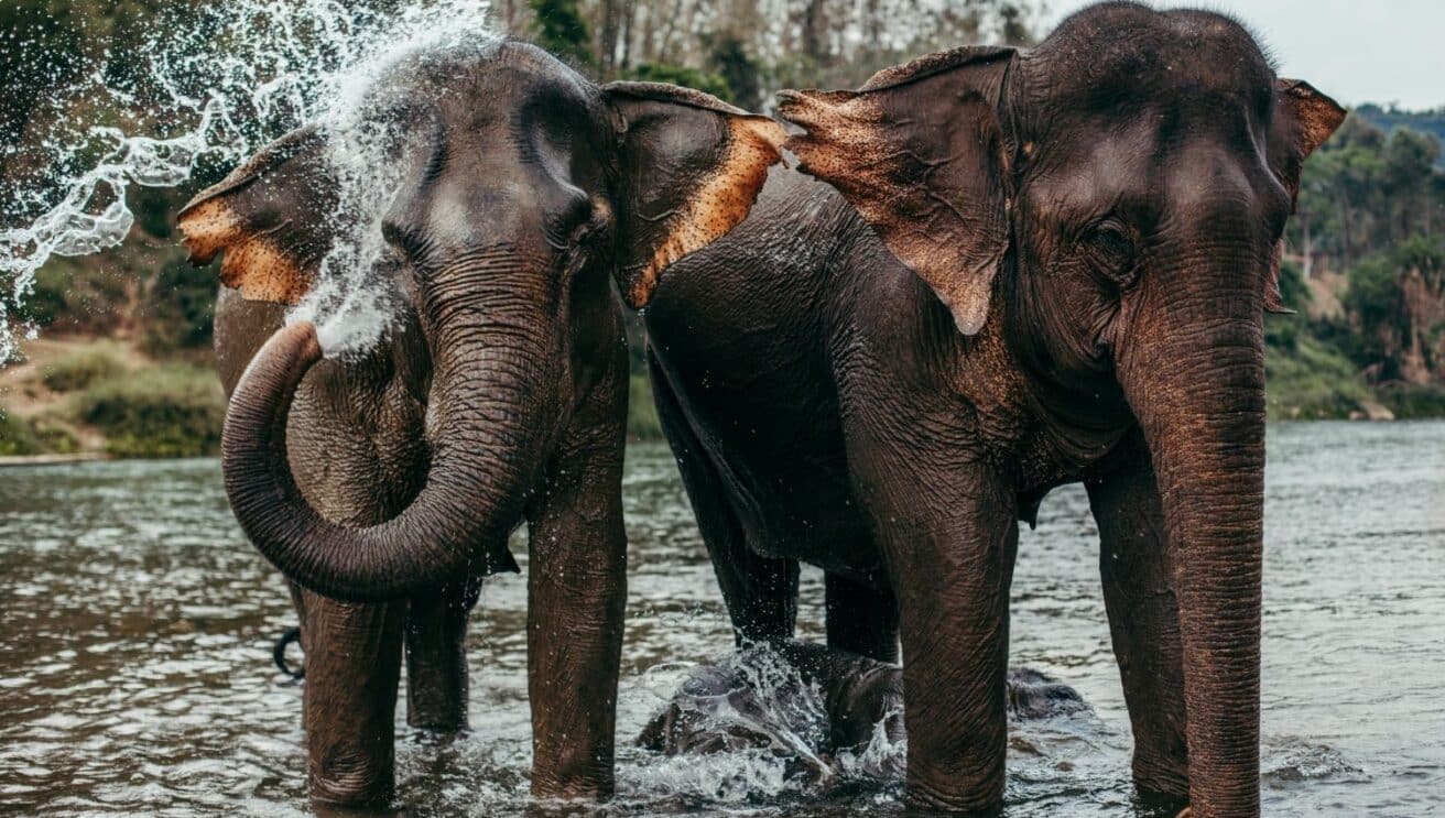World Elephant Day | August 12 - The Fact Site