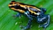 15 Fabulous Facts About Frogs That You Should Know - The Fact Site