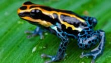 15 Fabulous Facts About Frogs That You Should Know - The Fact Site
