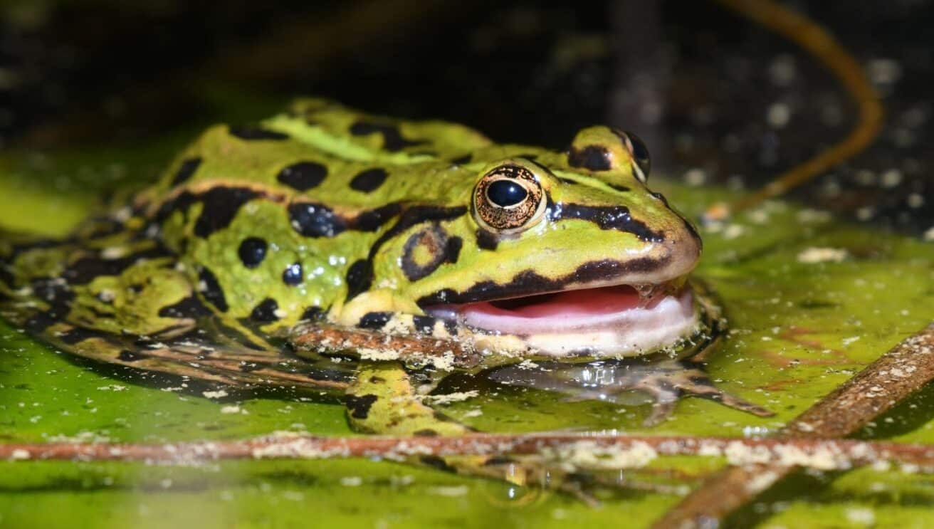 15 Fabulous Facts About Frogs That You Should Know - The Fact Site