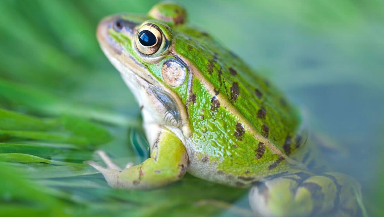15 Fabulous Facts About Frogs That You Should Know - The Fact Site