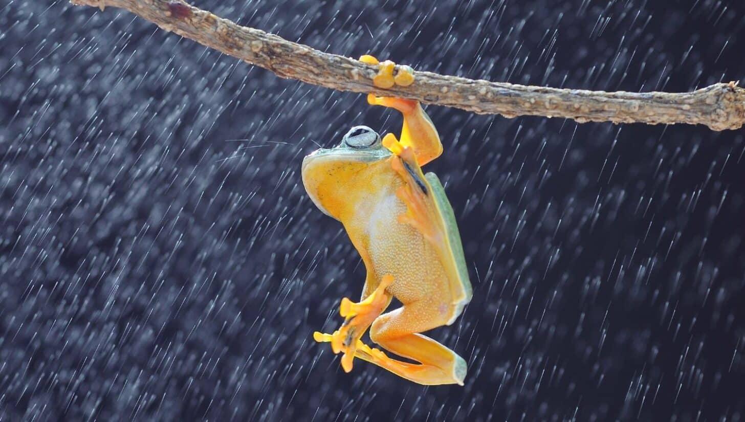 15 Fabulous Facts About Frogs That You Should Know - The Fact Site