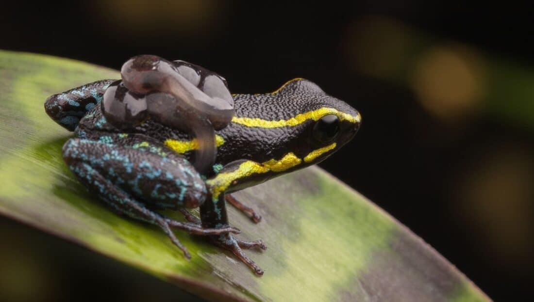 15 Fabulous Facts About Frogs That You Should Know - The Fact Site