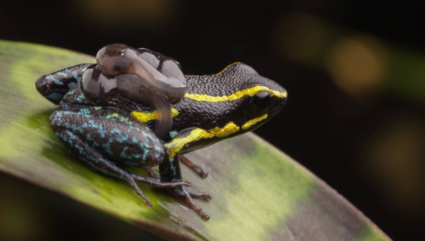 15 Fabulous Facts About Frogs That You Should Know - The Fact Site