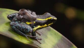 15 Fabulous Facts About Frogs That You Should Know - The Fact Site