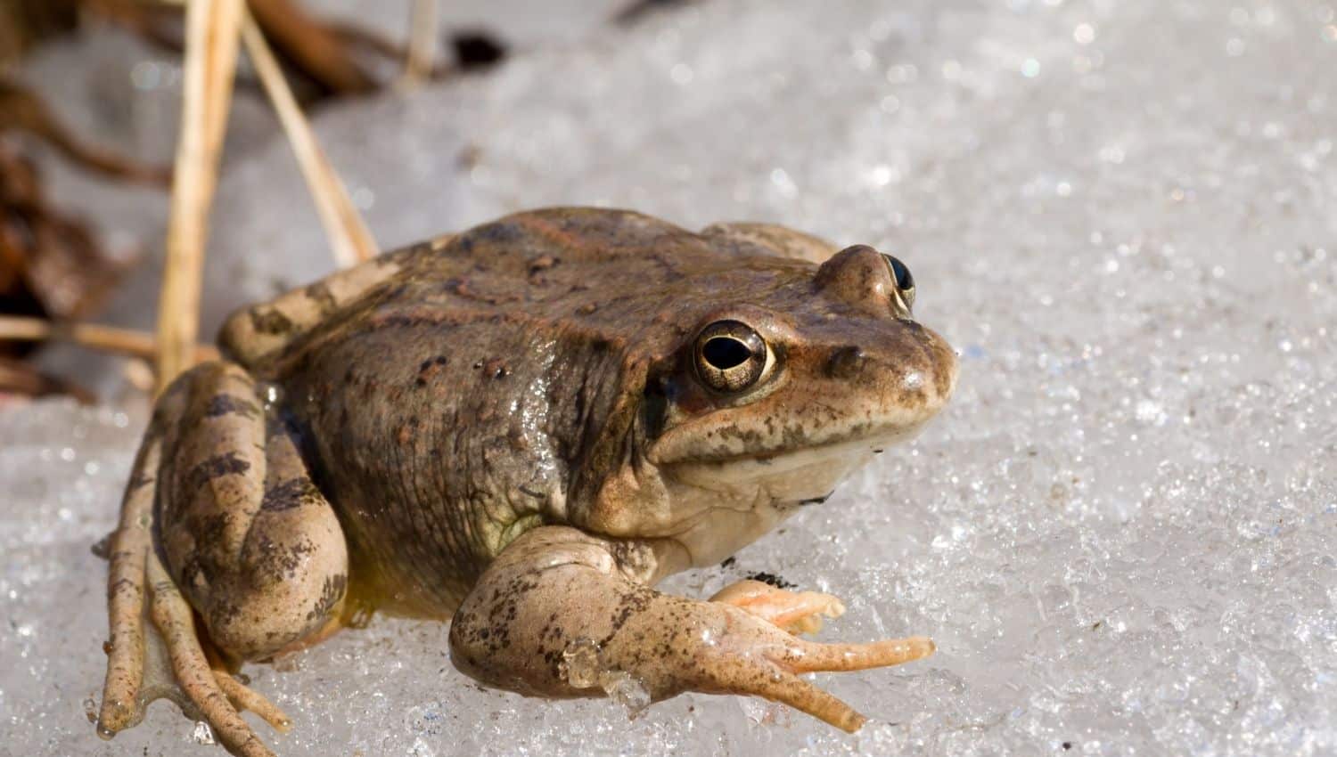 15 Fabulous Facts About Frogs That You Should Know - The Fact Site