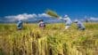 11 Nice Facts About Rice That You Didn't Know - The Fact Site