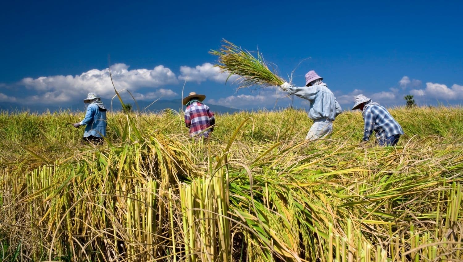 11 Nice Facts About Rice That You Didn't Know - The Fact Site