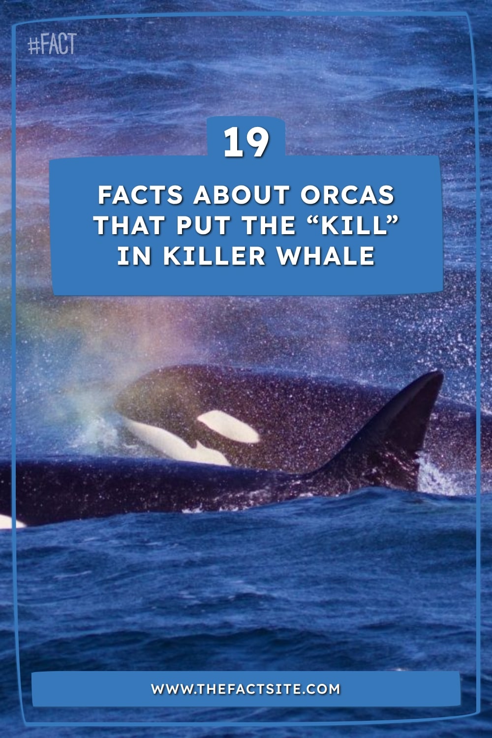 19 Facts About Orcas That Put the “Kill” in Killer Whale - The Fact Site